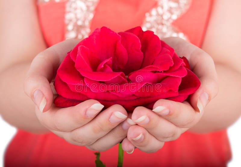 Red rose in hand stock photo. Image of single, young - 48845932