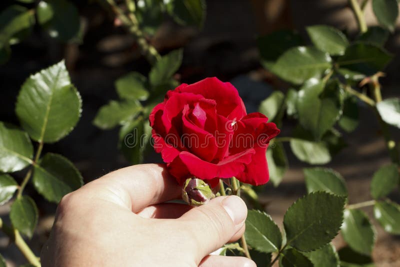 Red rose in hand stock photo. Image of stamen, petals - 117559556