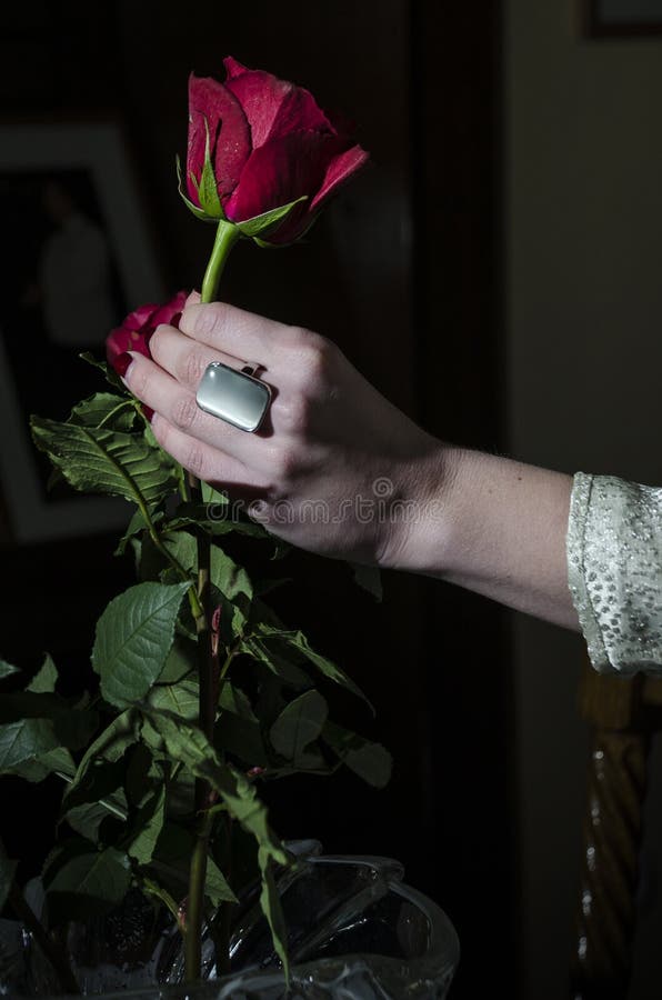 Red rose and hand stock photo. Image of hold, 1940, hand - 66282262