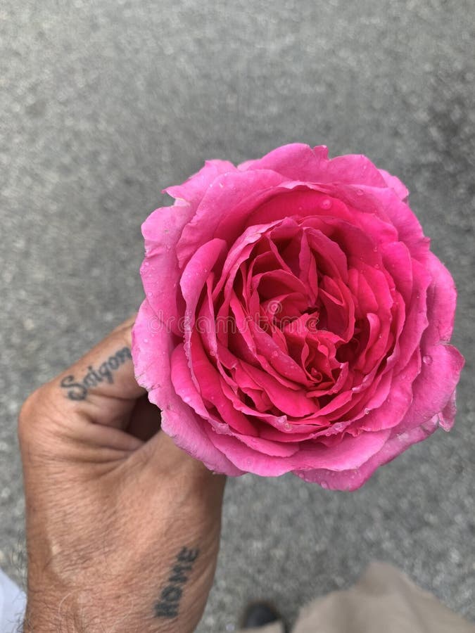 Red Rose in the Hand with Tattoos Stock Photo - Image of violet ...