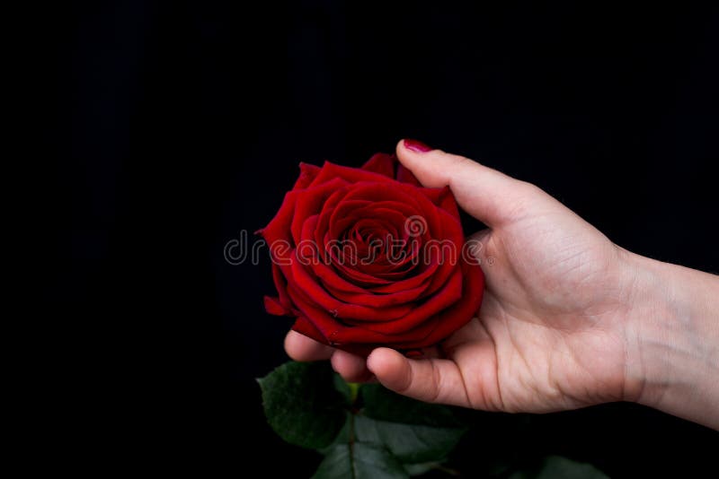 A red rose in hand stock image. Image of traditional - 87420215