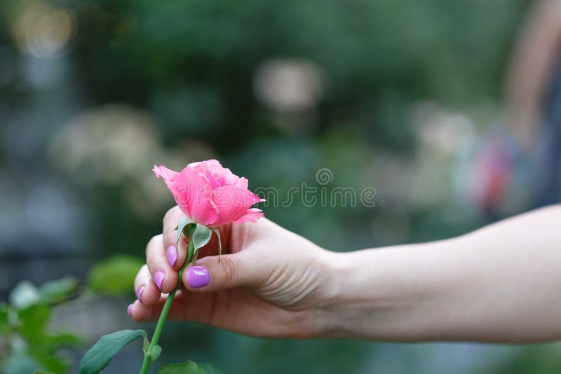 Red rose in hand stock image. Image of leaf, gardening - 98523551