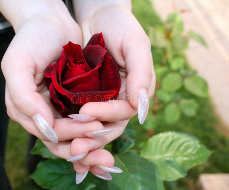 Red rose in hands stock photo. Image of lifestyle, peace - 12743926