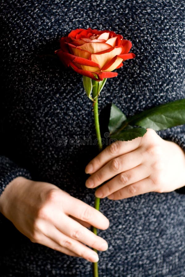 Red Rose in the Hands of a Girl on a Dark Background Stock Photo ...