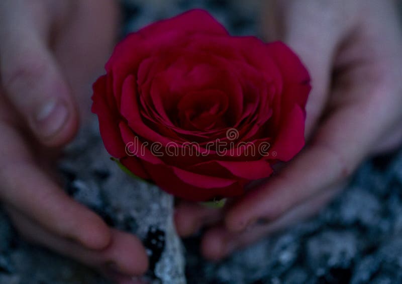 Red Rose on the Background of Burnt Ash Stock Image - Image of abstract ...