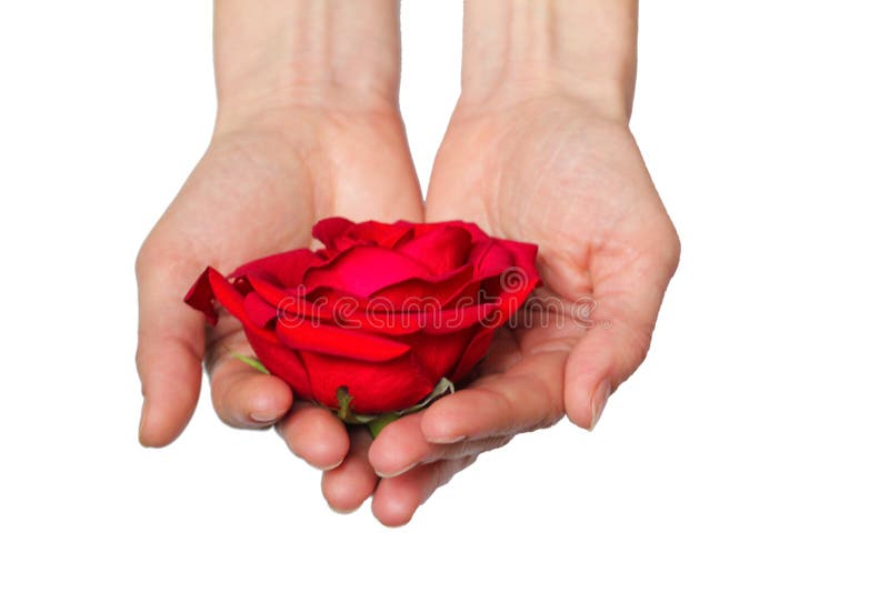 Red Rose in Hands Over White Background. Stock Image - Image of concept ...