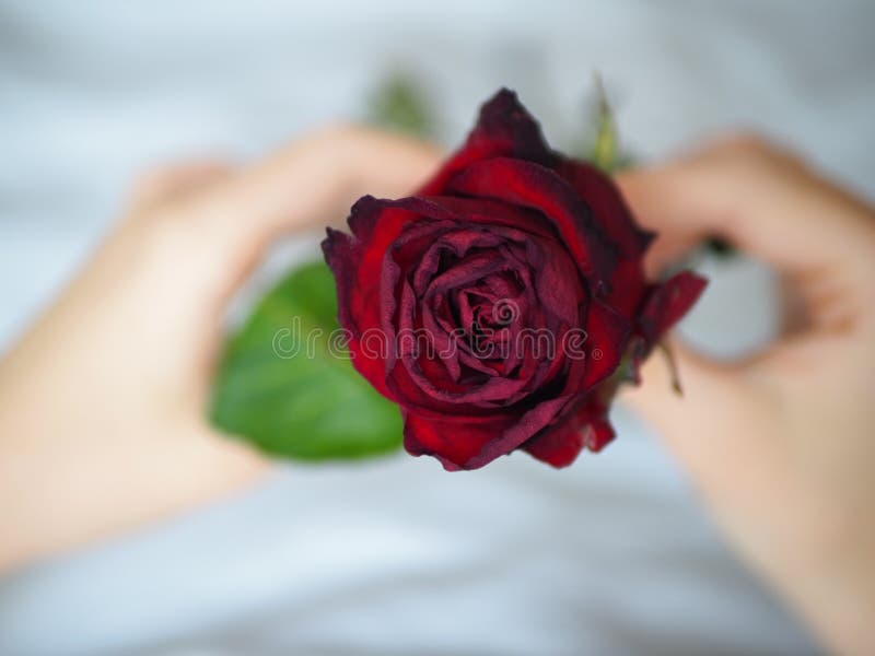 Red Rose in Hands of Young Woman Stock Image - Image of woman, pink ...