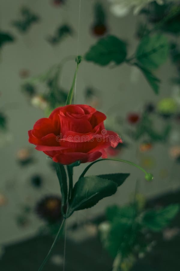 Red Rose Hanging from Above Stock Photo - Image of rose, leaf: 250078022