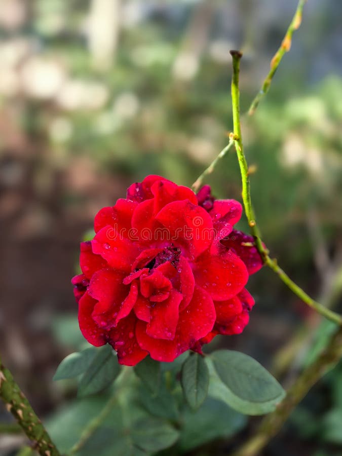 Red Rose Hanging Open in the Garden at Dawn. Stock Photo - Image of ...