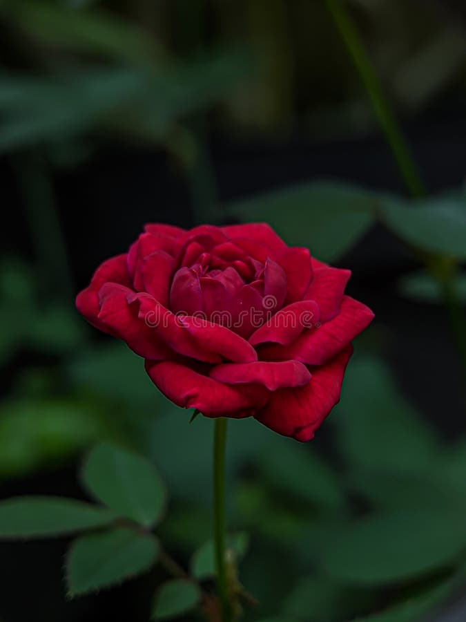 This is a Red Rose that Has Bloomed Stock Photo - Image of green ...