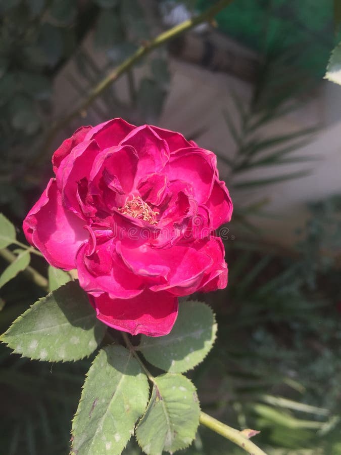 Red rose stock photo. Image of mobile, laptop, wallpaper - 116349940