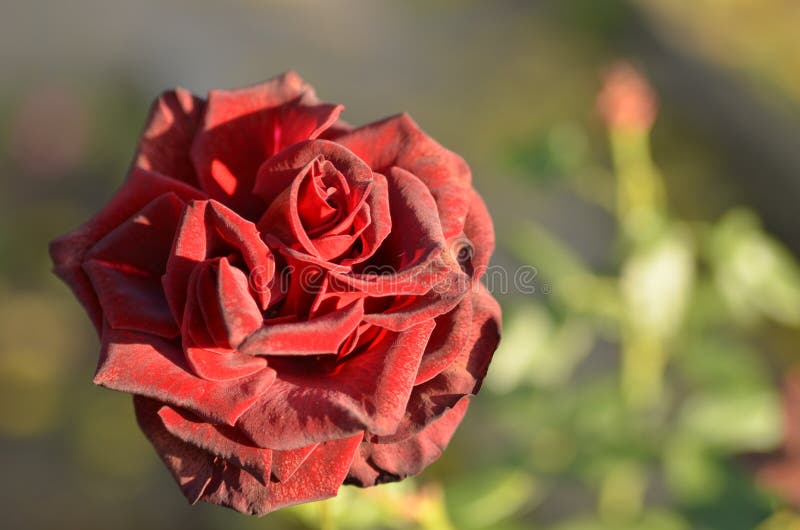 Red Rose Head Closeup in the Garden Stock Photo - Image of shot ...
