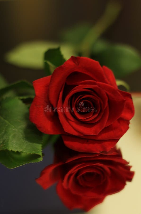 Red Rose Head with Its Reflection Stock Photo - Image of celebrating ...