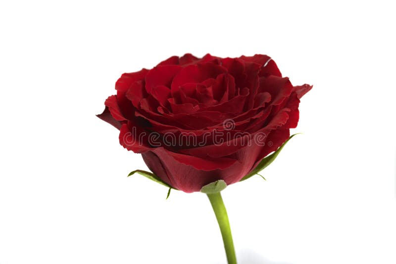 Red Rose Head Not in Quite in Full Bloom Stock Image - Image of head ...