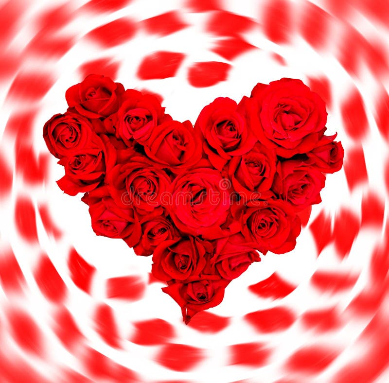Red rose heart stock image. Image of valentine, fresh - 12071399