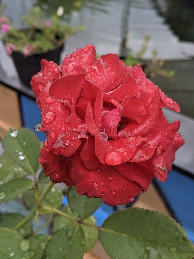 Red rose after heavy rain stock photo. Image of peony - 266803356