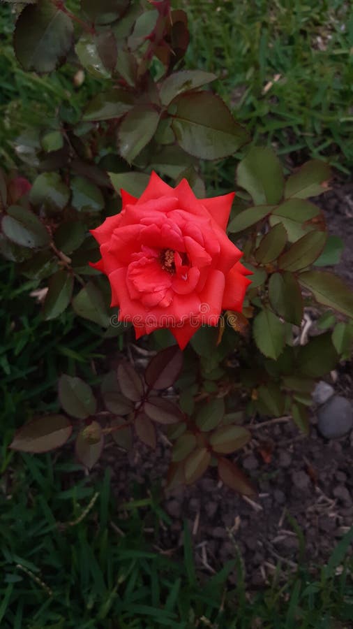 Red Rose Hidding in the Garden Stock Image - Image of blossom, leaf ...