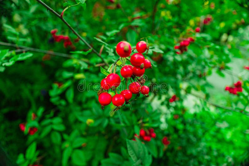 Red Rose Hip Fruits on a Green Bush Stock Photo - Image of environment ...