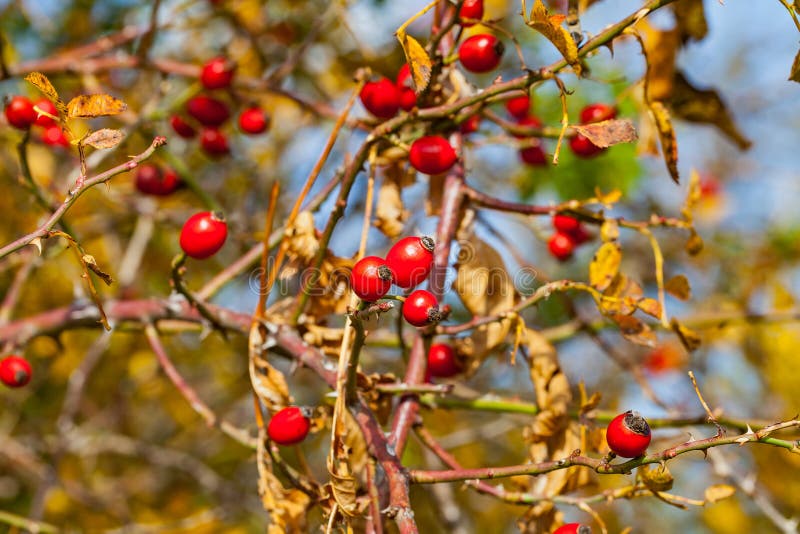Red rose hip stock photo. Image of closeup, homeopathy - 127777274