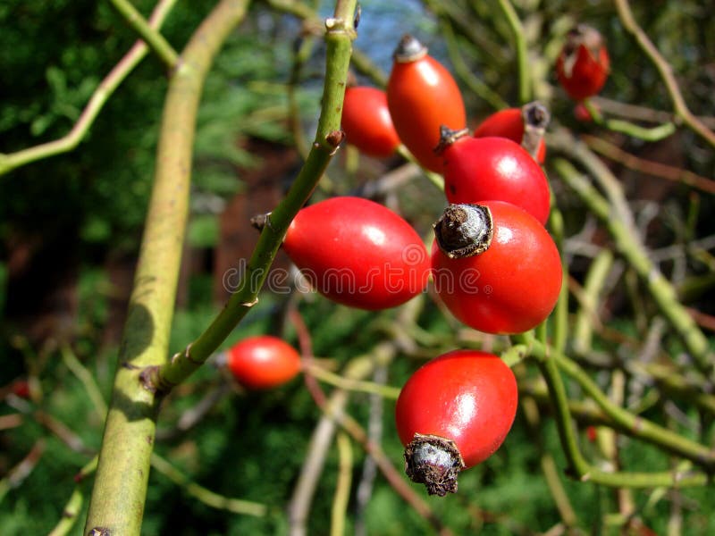 Red rose hips stock image. Image of plant, wild, season - 16089899