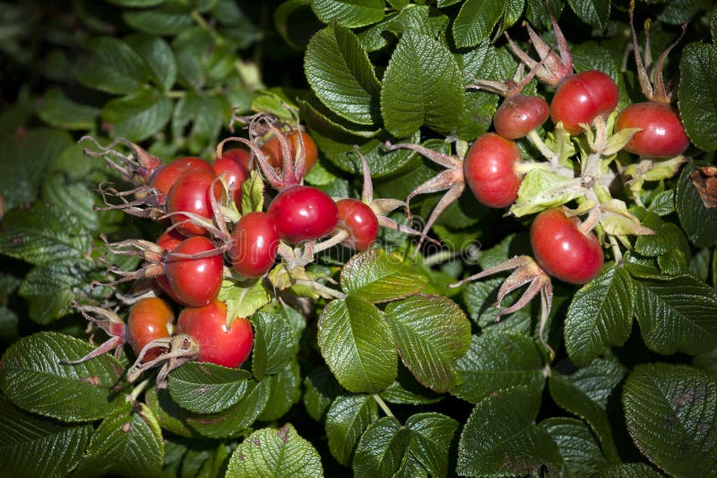Red Rose Hips stock image. Image of remedy, berry, growing - 26703317