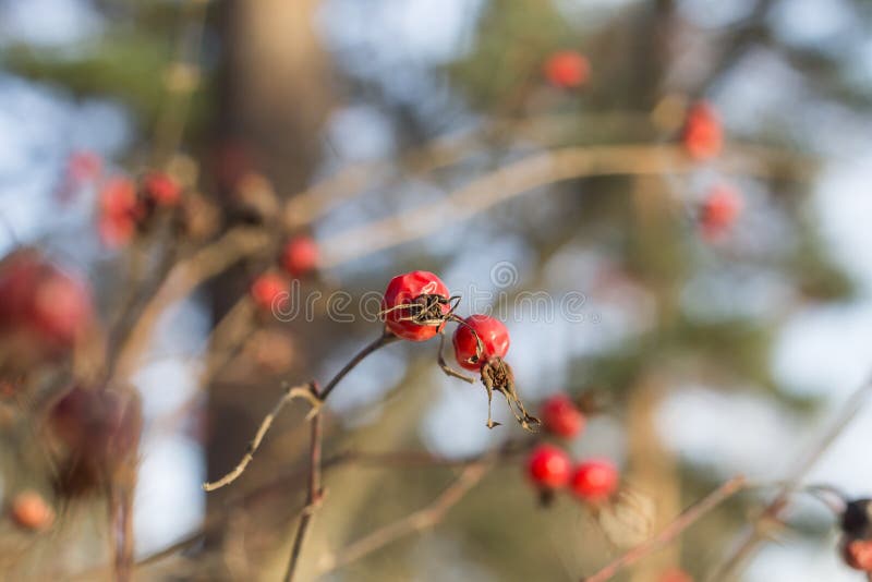 Red Rose Hips on Branches with Sharp Thorns without Leaves on a Winter ...