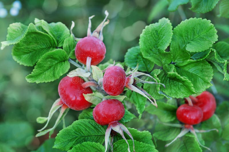 Red rose hips or brier stock image. Image of briar, background - 57697589