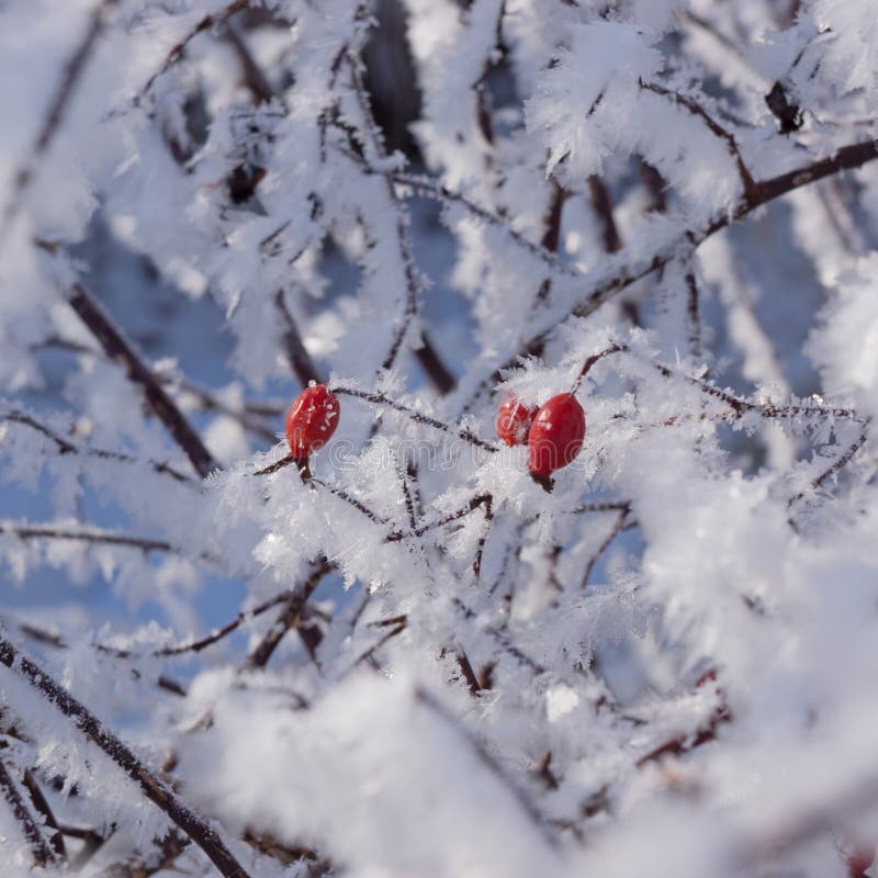 Red Rose Hips on the Bush in Winter Stock Image - Image of berries ...