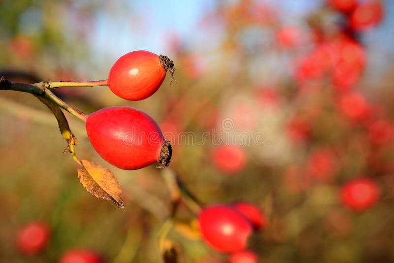 Red rose hips stock photo. Image of leaves, ripe, botany - 35035450