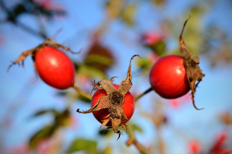 Red rose hips stock photo. Image of nature, rose, berry - 35035452
