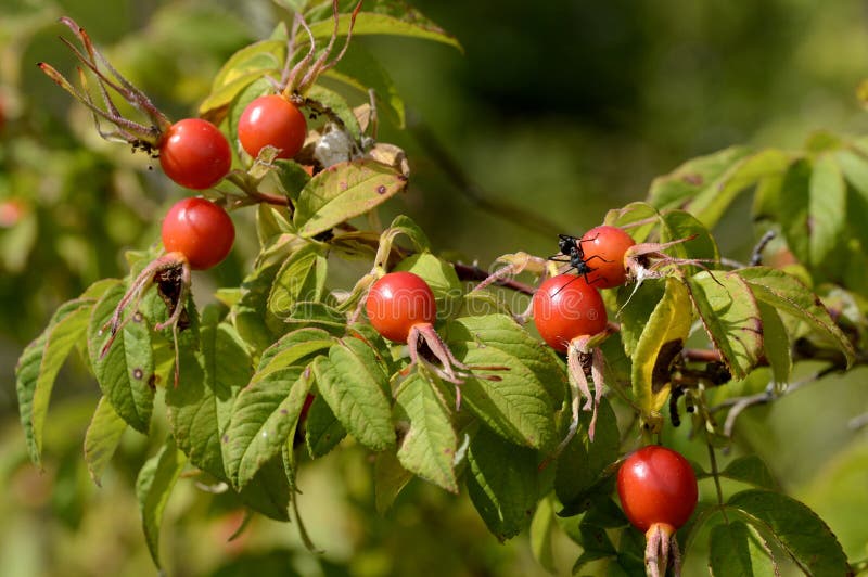 Red rose hips common stock image. Image of food, berries - 123733705