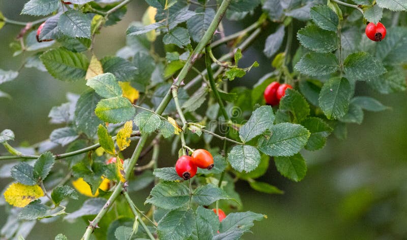 Red Rose Hips in Detail on a Green Background Stock Image - Image of ...