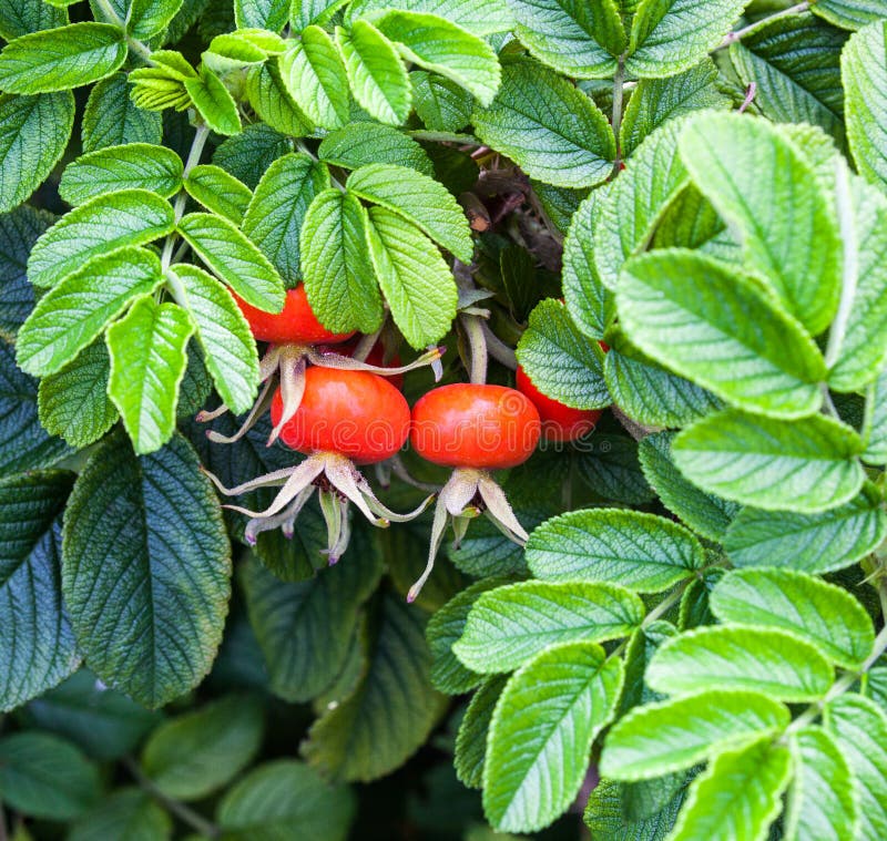 Red Rose Hips on the Dog Rose Bush Stock Image - Image of rose, ripen ...