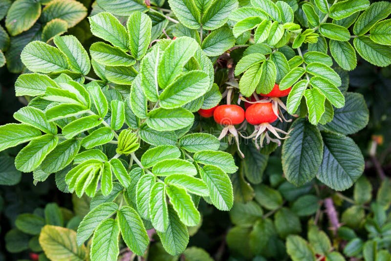 Red Rose Hips on the Dog Rose Bush Stock Image - Image of herbal, bush ...