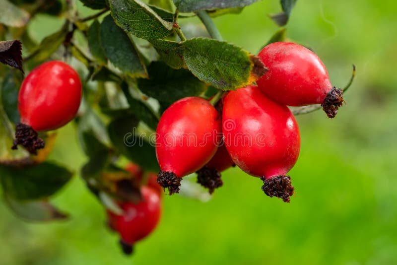 Red Rose Hips of Dog Rose. Rosa Canina, Commonly Known As the Dog Rose ...