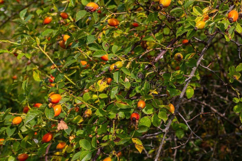 Red Rose Hips of Dog Rose. Rosa Canina, Commonly Known As the Dog Rose ...
