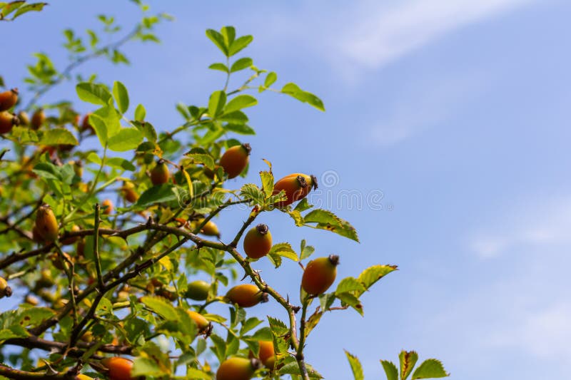 Red Rose Hips of Dog Rose. Rosa Canina, Commonly Known As the Dog Rose ...