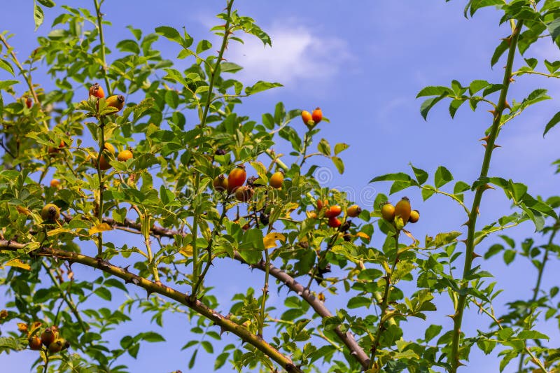 Red Rose Hips of Dog Rose. Rosa Canina, Commonly Known As the Dog Rose ...