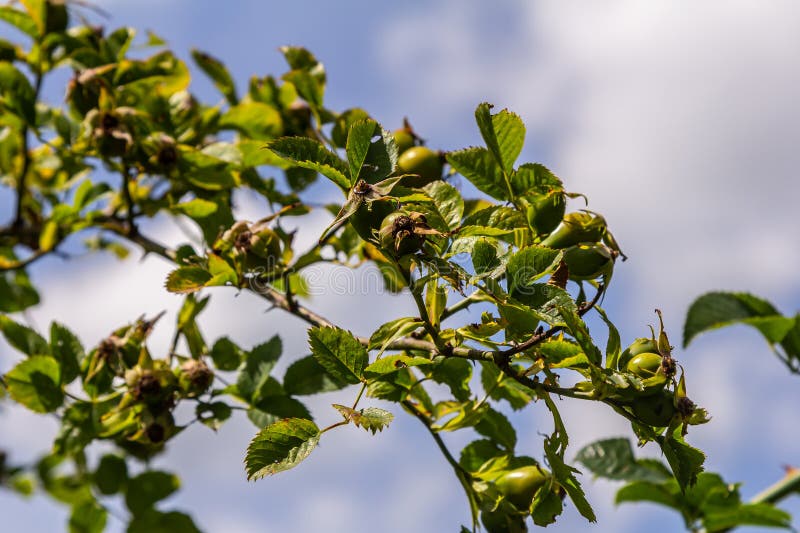 Red Rose Hips of Dog Rose. Rosa Canina, Commonly Known As the Dog Rose ...