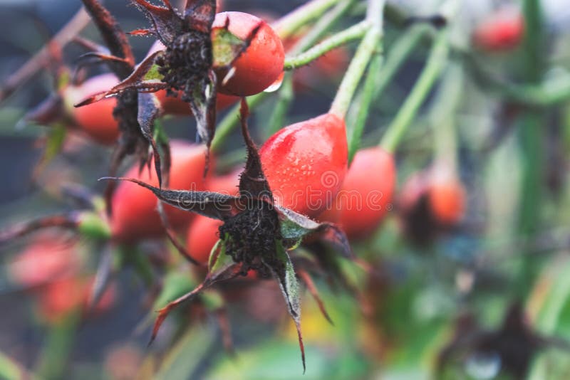 Red Rose Hips in the Fall on a Background of Green Leaves Stock Image ...