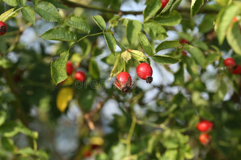 Red Rose Hips in the Forest on the Bush Stock Image - Image of forest ...