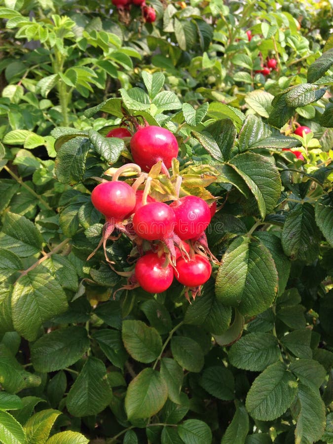 Red rose hips stock image. Image of autumn, summer, plant - 104571817