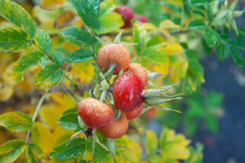 Red Rose Hips with Raindrops. Rose Hips are the Fruits of Rose Hedges ...