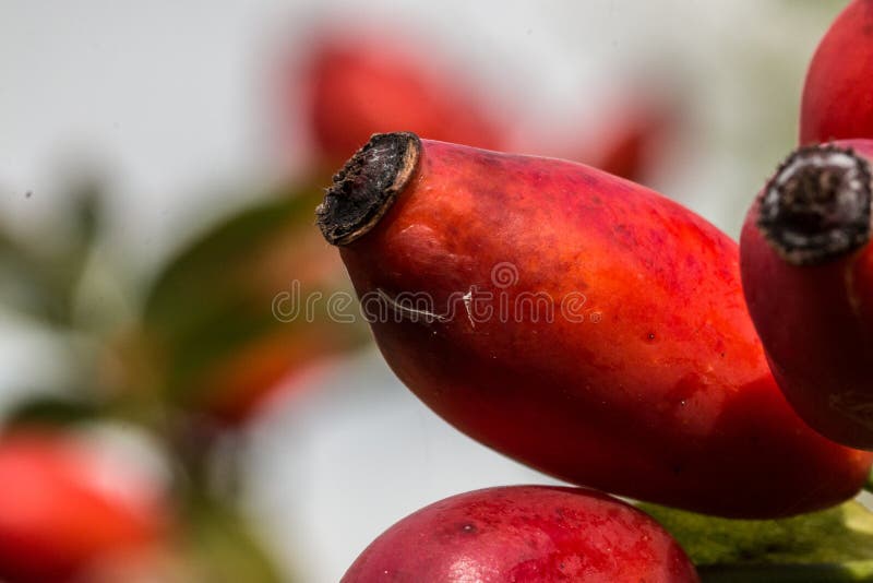 Red rose hips stock image. Image of beauty, blue, glamorous - 103990313