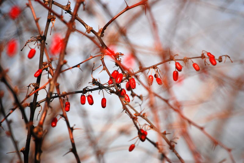 Rosehip stock photo. Image of plant, healthy, crop, vitamins - 142836748