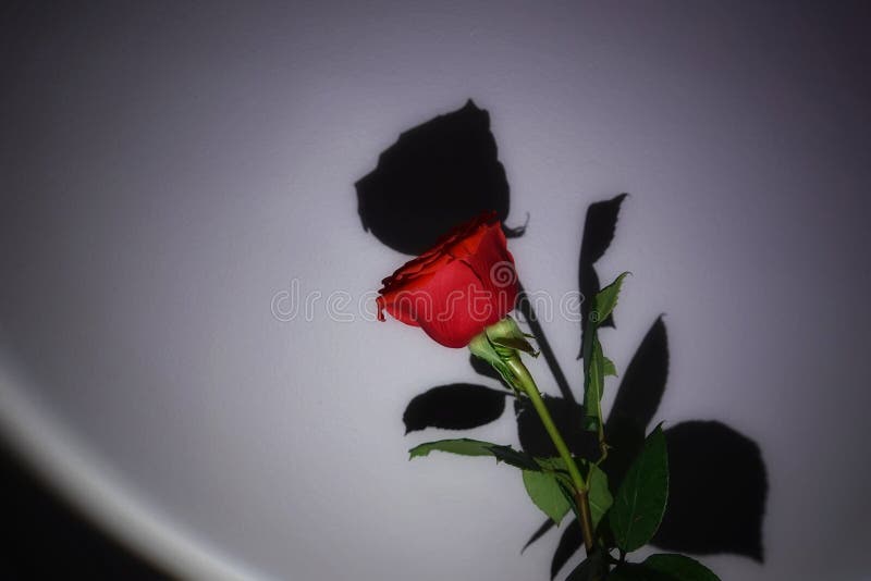 Red rose and his shadows stock photo. Image of shape - 367795886
