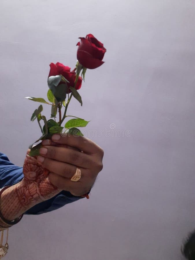 Red Rose Hold in Two People Stock Image - Image of produce, hold: 214202837