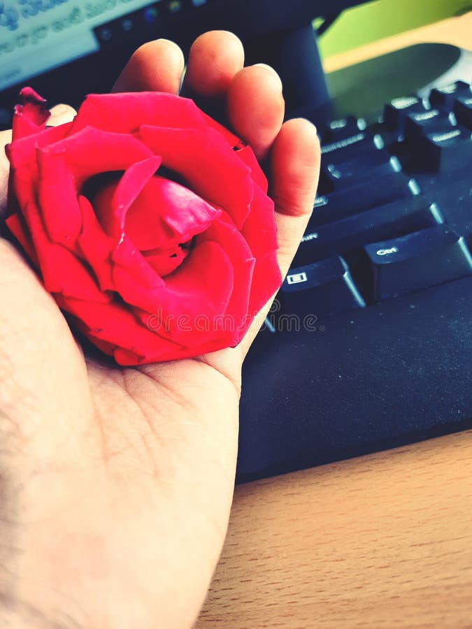 Red Rose Holded in Hand of a Girl Stock Photo - Image of plant, rose ...