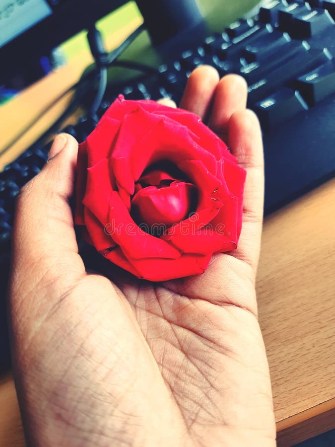Red Rose Holded in Hand of a Young Girl Stock Image - Image of hand ...