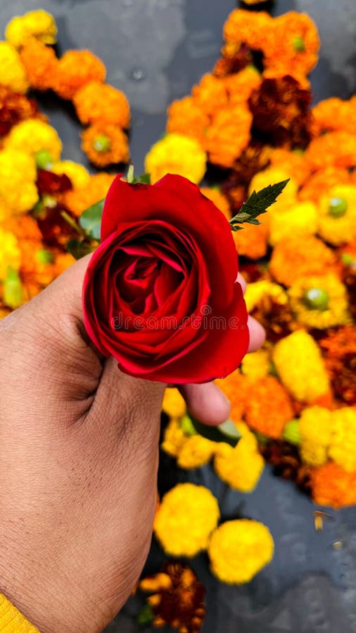 Red rose holding on hand stock image. Image of flower - 264080491